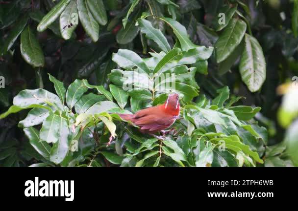 Taiwan endemic bird Stock Videos & Footage - HD and 4K Video Clips - Alamy