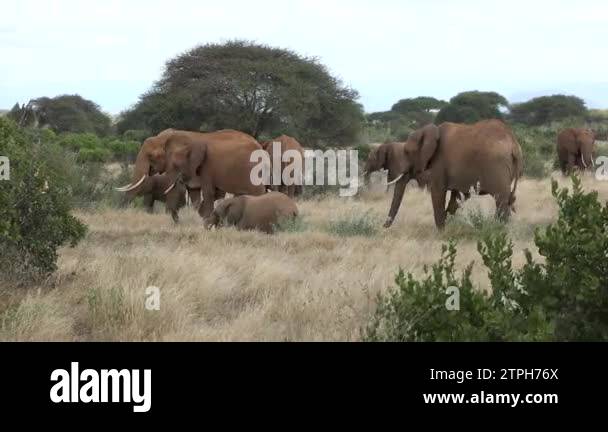 Family of Elephants on the Move. Wildlife in savanna. Big five animals ...