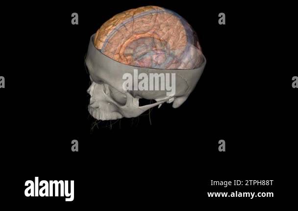 The right cerebral hemisphere controls movement of the left side of the ...