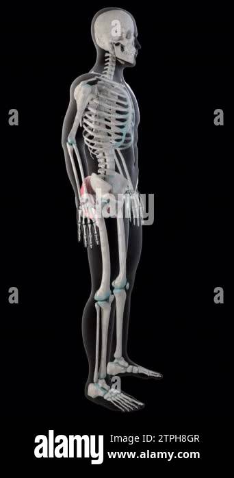 This 3d animation shows the gluteus maximus muscles on whole man body ...