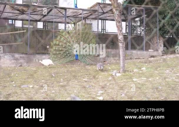 beautiful dancing peacock. aviary with peacocks in the season of mating ...
