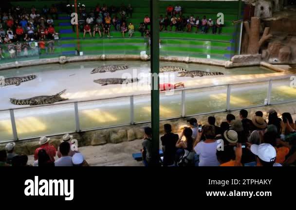 Crocodile show. Animal trainer and crocodiles in the arena. Thailand ...