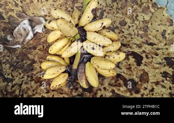cluster of over ripe musa acuminata banana infested with houseflies ...