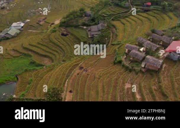 Rice harvest time. Landscape terraced rice field near Sapa. Mu Cang ...