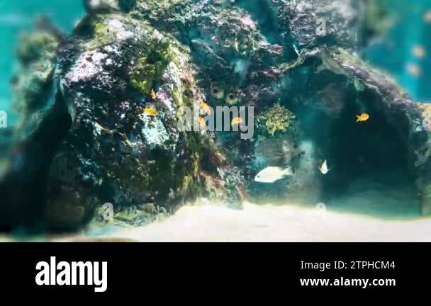 The marine life of tropical fish. Tropical fish reef marine Colourful ...
