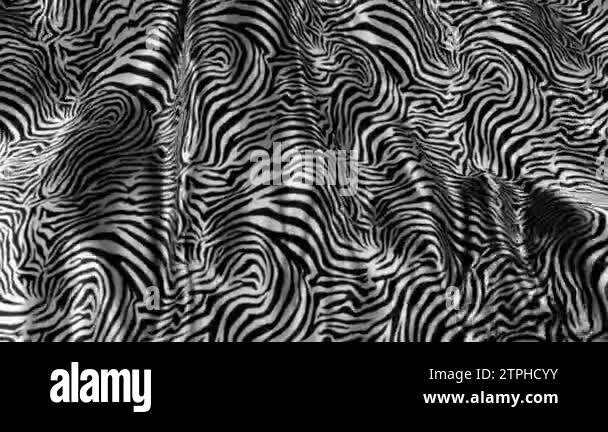 Zebra skin texture Stock Videos & Footage - HD and 4K Video Clips - Alamy