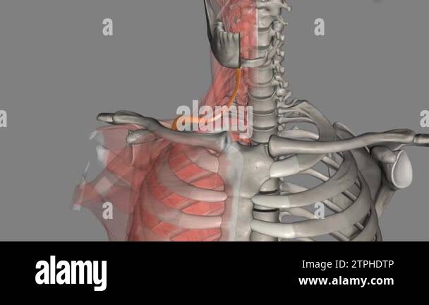 The omohyoid muscle is a muscle in the neck. It is one of the ...