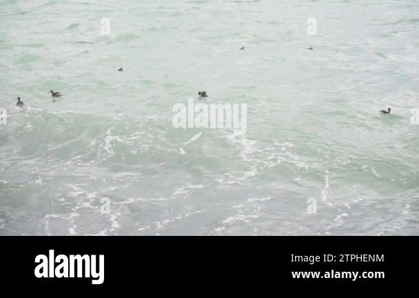 Ducks on rock Stock Videos & Footage - HD and 4K Video Clips - Alamy