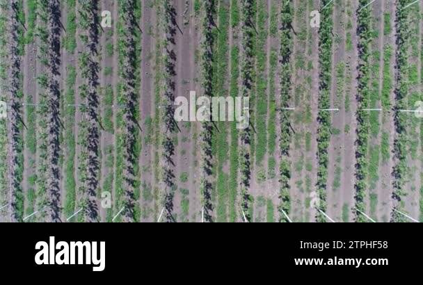 A view of the seedlings of trees from the air, flying over tree ...