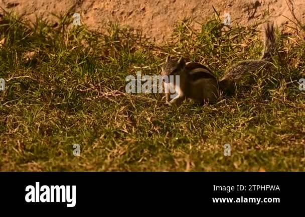 Zoomed in grass Stock Videos & Footage - HD and 4K Video Clips - Alamy