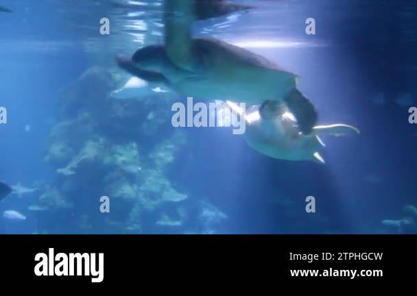 green sea turtle swimming pair of turtles play fight chase nip bite ...