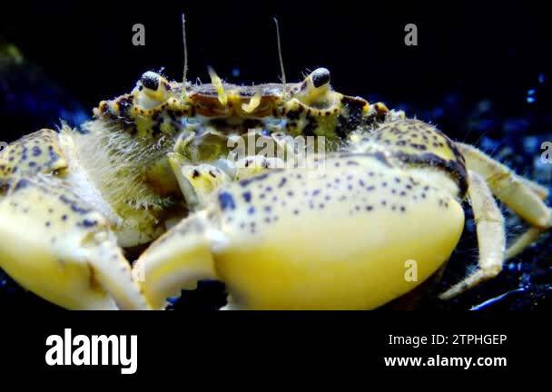 Invasive species, invader Rhithropanopeus harrisii (common names ...