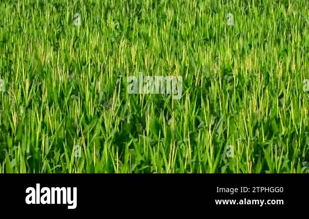 Group corn Stock Videos & Footage - HD and 4K Video Clips - Alamy