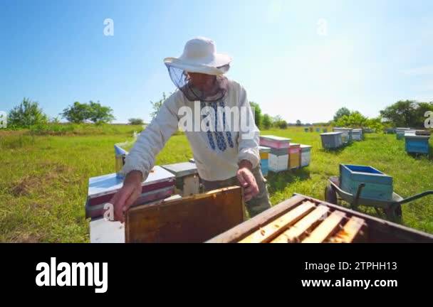 Beekeeper in a bee-garden. Farmer in protective hat takes out a ...