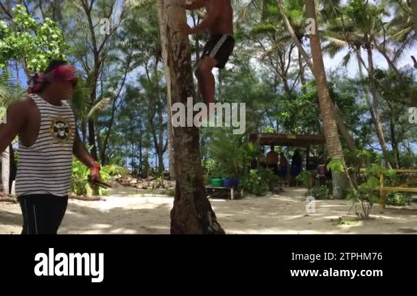 Polynesian tribal palm tree Stock Videos & Footage - HD and 4K Video ...