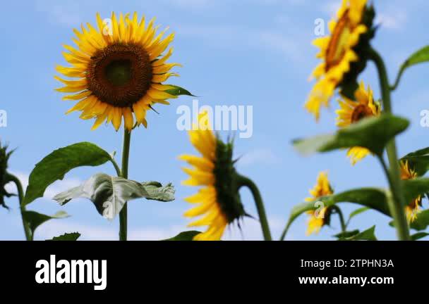 Sunflower in the park. / Its a nature location in Tokyo. camera : Canon ...