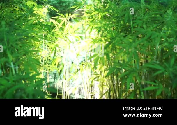 Hemp fibre Stock Videos & Footage - HD and 4K Video Clips - Alamy