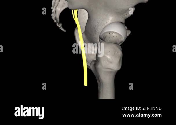 The common peroneal nerve, also known as the common fibular nerve Stock ...