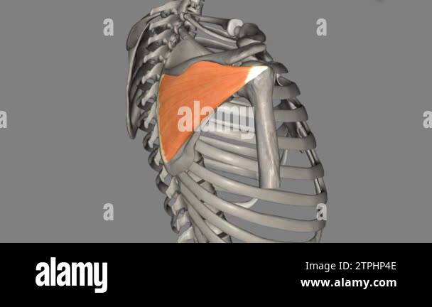 The infraspinatus is a thick triangular muscle that occupies much of ...