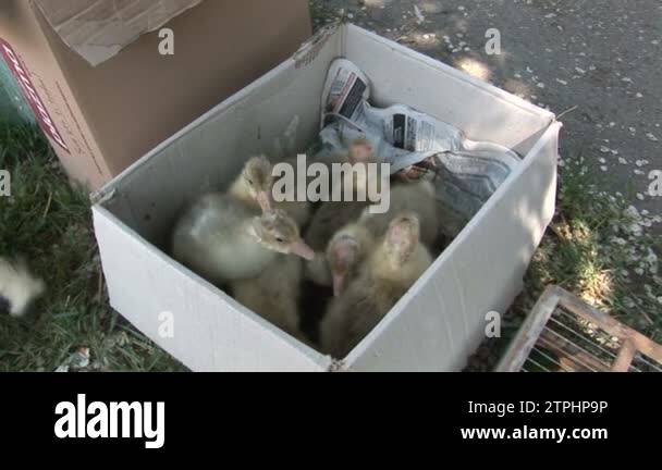 3 in 1, dirty and disheveled ducks in a cardboard box being sold on the ...