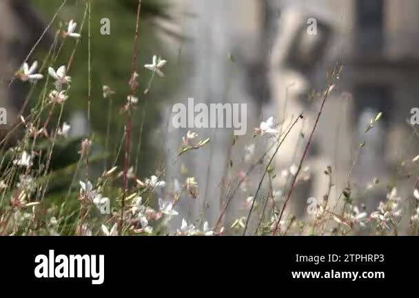 White stems Stock Videos & Footage - HD and 4K Video Clips - Alamy