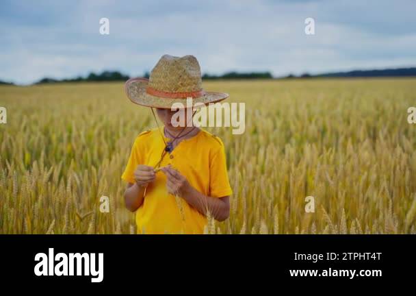 Little kid in agriculture land. Boy in straw hat holds wheat spikelets ...