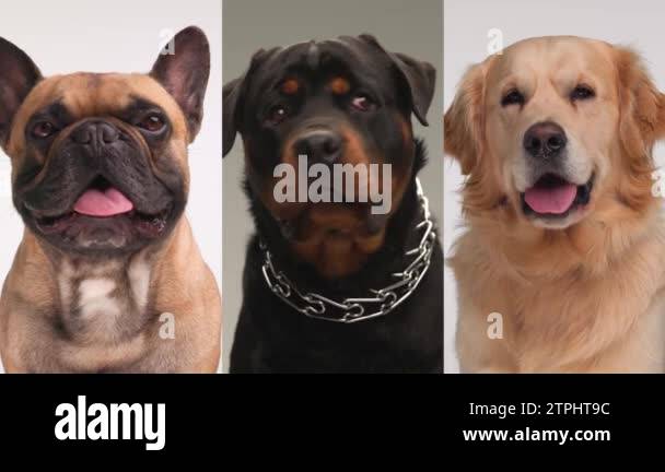 montage of French bulldog, rottweiler and golden retriever dog looking ...