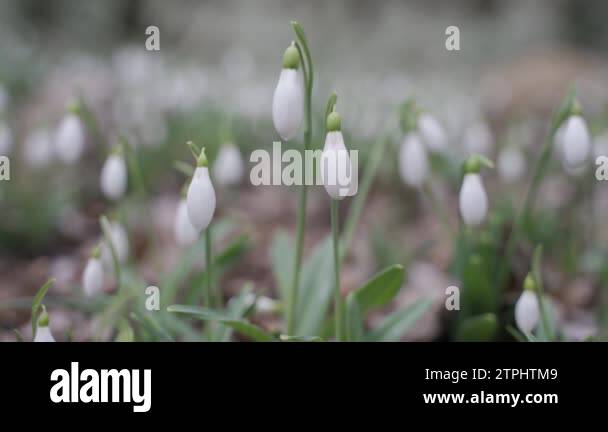 White snowdrops in the early spring in the forest. Beautiful footage of ...