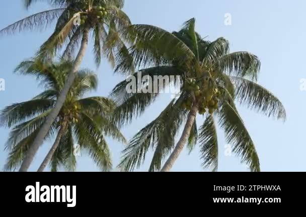 Green tree aviation technology Stock Videos & Footage - HD and 4K Video ...