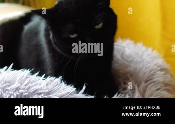 Female domestic cat with paws Stock Videos & Footage - HD and 4K Video ...