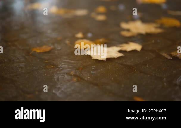 closeup Rain drops Falling On puddle with yellow maple leaves reflection on city sidewalk. Rain ...
