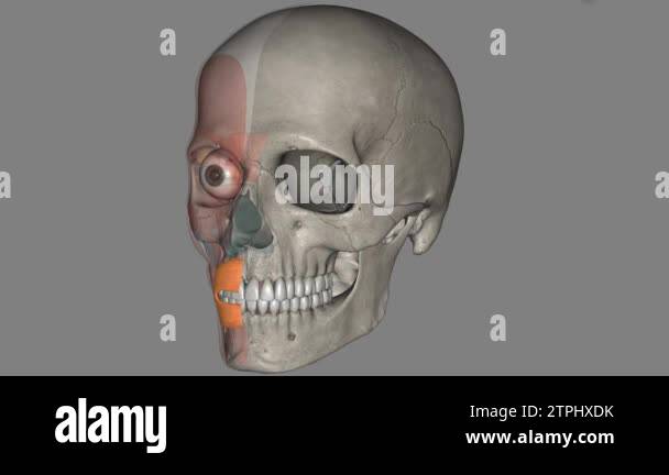 In human anatomy, the orbicularis oris muscle is a complex of muscles ...
