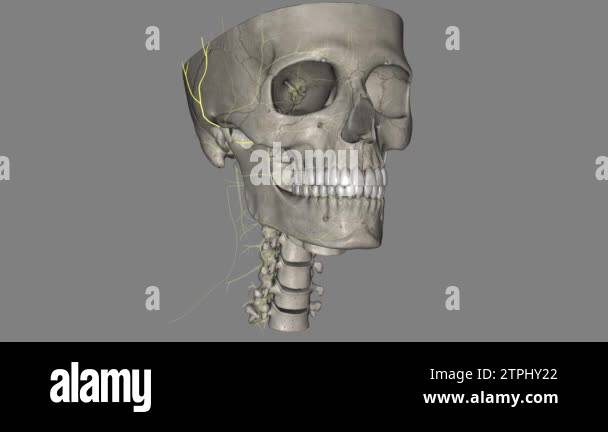 The auriculotemporal nerve is a branch of the mandibular division of ...