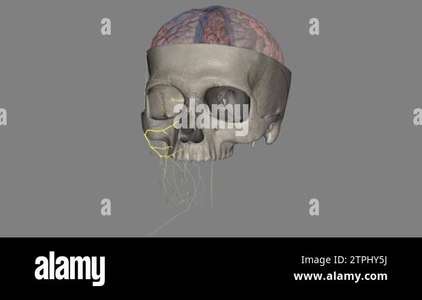 The zygomatic branches of the facial nerve (malar branches) are nerves ...