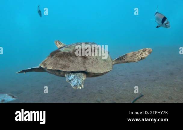 Diving loggerhead sea turtle Stock Videos & Footage - HD and 4K Video ...