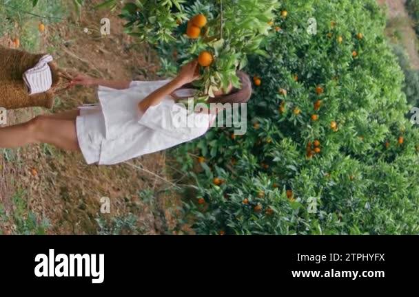 Fruits vertical Stock Videos & Footage - HD and 4K Video Clips - Alamy
