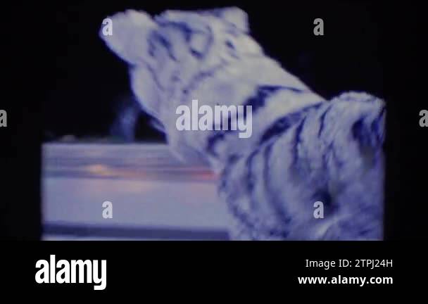 Tiger ice Stock Videos & Footage - HD and 4K Video Clips - Alamy