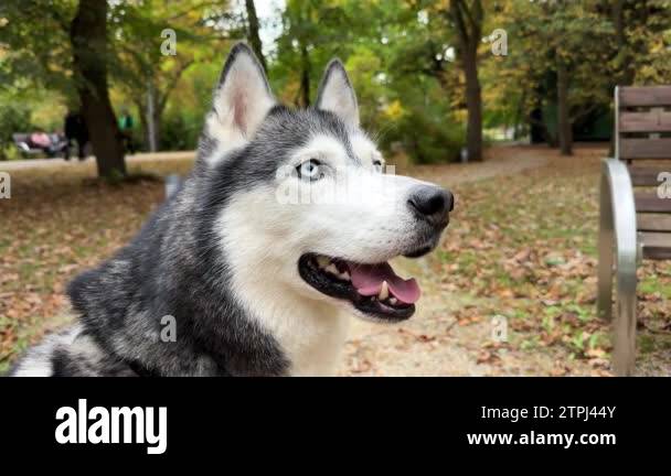 Siberian Husky face close-up. Beautiful black and white happy Husky dog ...