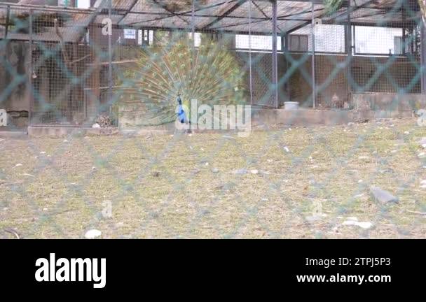 Sochi, March 2018. Arboretum. beautiful dancing peacock. aviary with ...