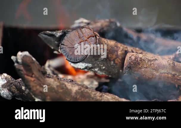 branches of cherry wood stacked in a barbecue burning bright red flames ...