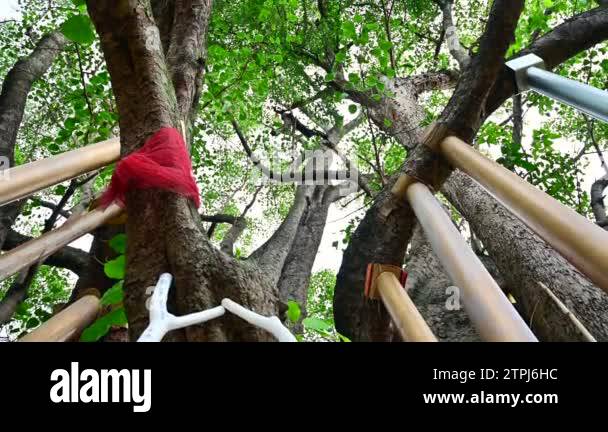 The ancient Bodhi tree and support poles according to the beliefs of ...