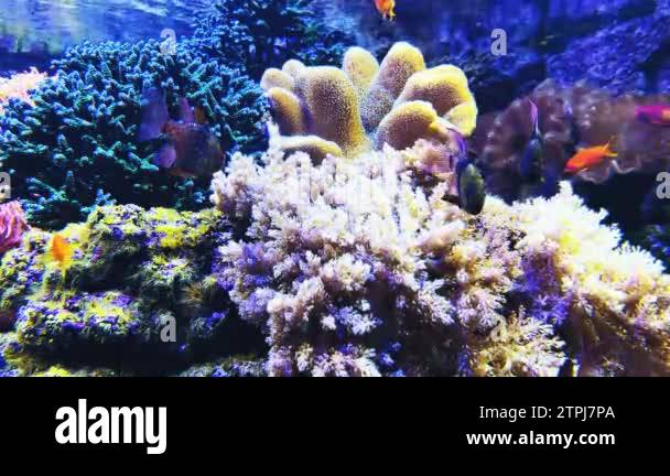 The marine life of tropical fish. Tropical fish reef marine Colourful ...