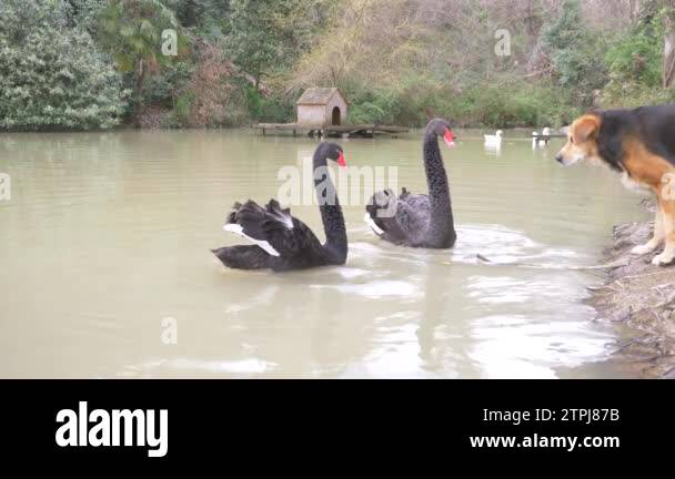 Two black swans swim in the lake. a pair of black swans protect their ...