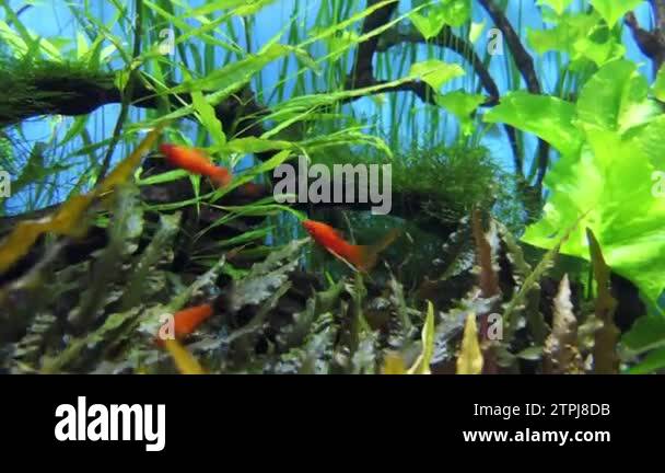 Red wagtail hi-fin sword (swordtail, Xiphophorus) is species of ...