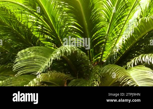 Cycas revoluta (sago palm, king sago, sago cycad, Japanese sago palm ...