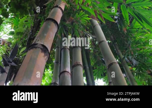 Tropical tree Bamboo is a genus of perennial evergreen plants from the ...