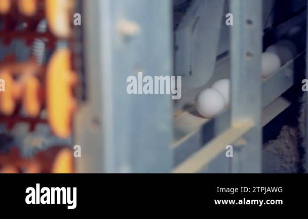 Eggs are moving along the conveyor belt and then are getting lifted by ...