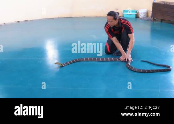 Snake Show. Snake Handler shows tricks with poisonous snakes. Thailand Stock Video Footage - Alamy