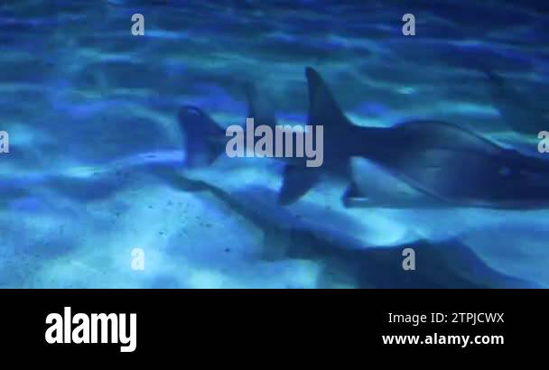 Huge aquarium with stingray sharks at the Shark Reef Aquarium at ...