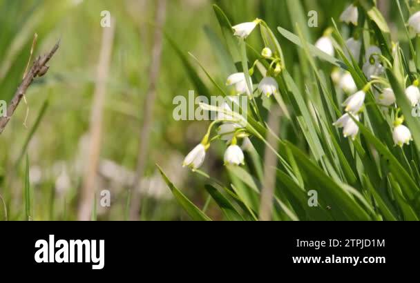 Snowflake garden Stock Videos & Footage - HD and 4K Video Clips - Alamy